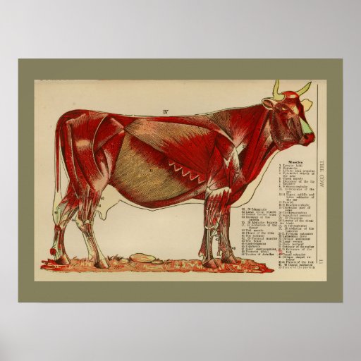 1917 Vintages Kuh-Muskel-Anatomie-Diagramm Poster | Zazzle.ch