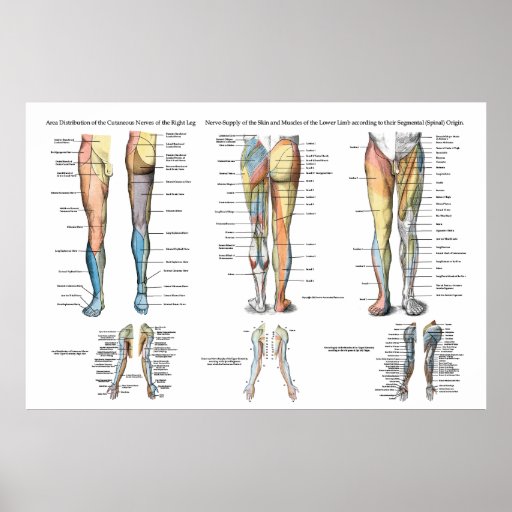 Bein-Nerven-Innervation des unteren Extremitäts-Pl Plakat | Zazzle
