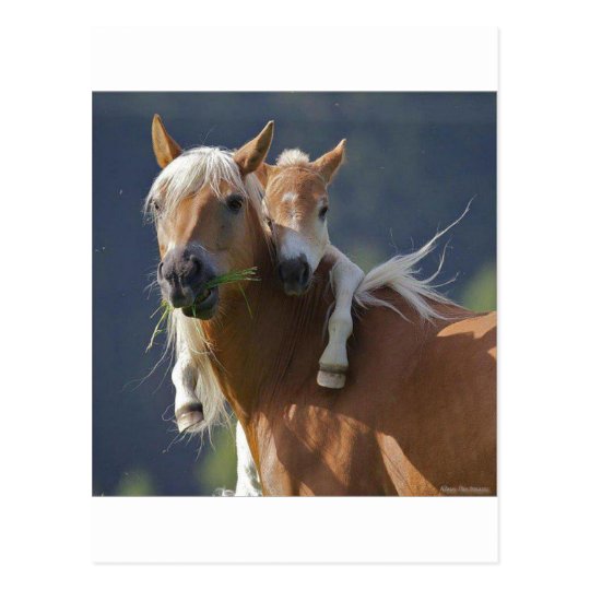 Carte Postale Cheval de mère et de bébé | Zazzle.ch