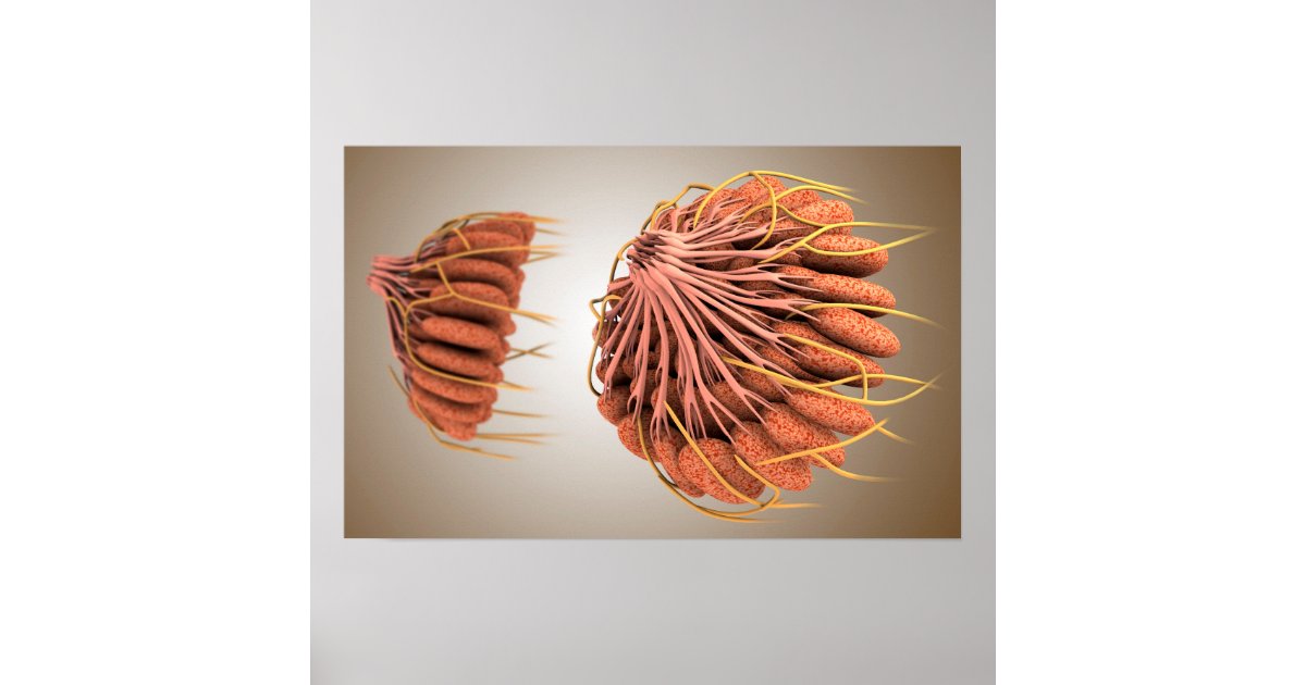 Conceptual Image of Female Brust Anatomy 8 Poster | Zazzle.ch
