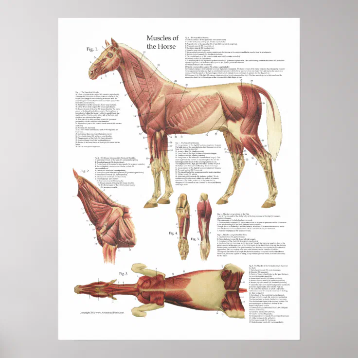 Poster Anatomie des muscles du cheval Organigramme vétéri | Zazzle.ch