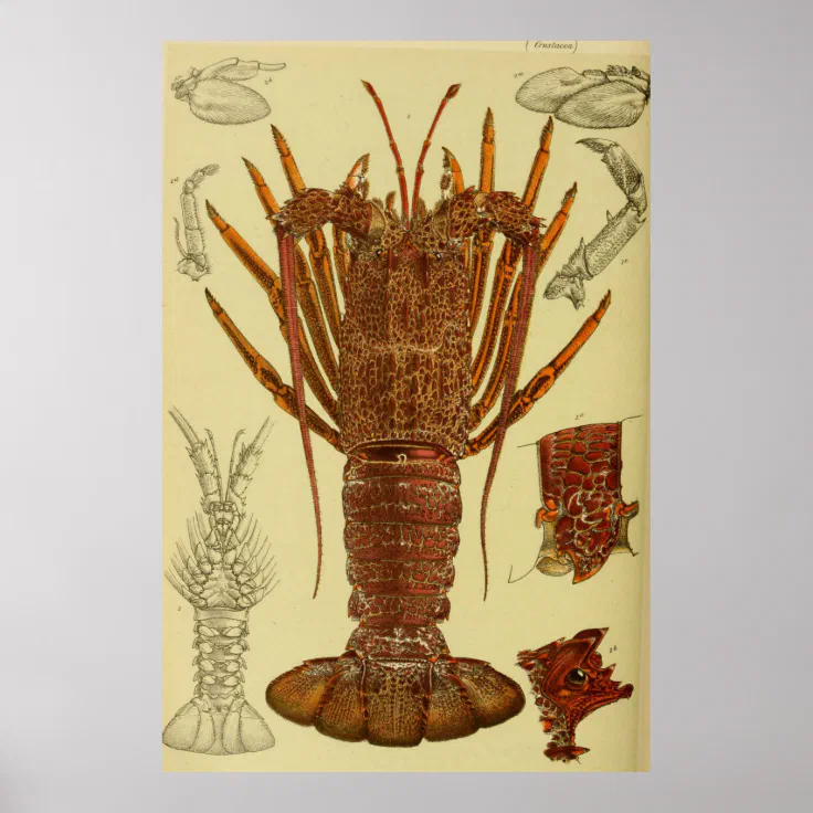 Poster Diagramme vintage d'anatomie de homard (1890) | Zazzle.ch