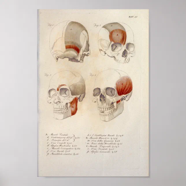 Poster Muscles du crâne Anatomie de mâchoire Imprimer Fra | Zazzle.ch