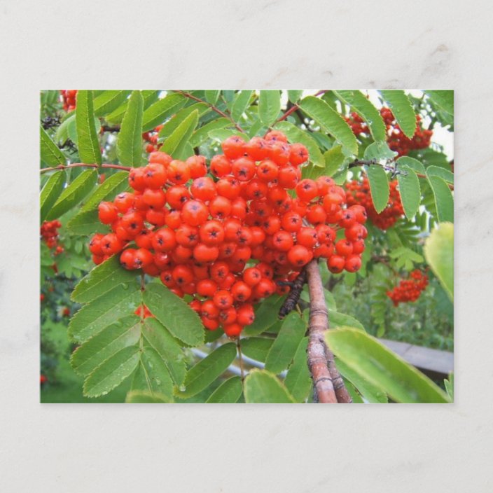Red Berry Tree in Skagway Alaska Postkarte | Zazzle.ch