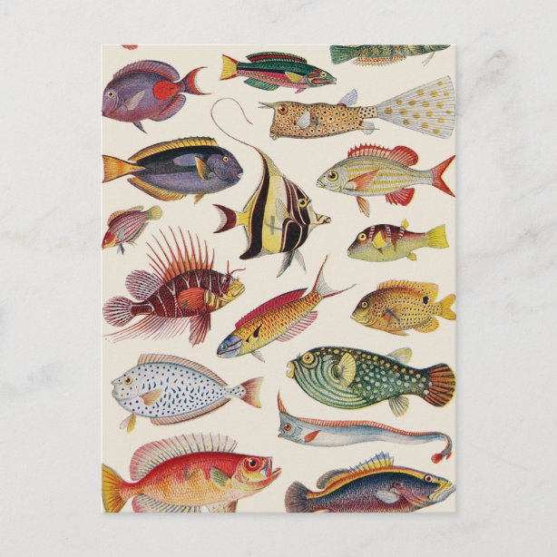 Fisch Postkarten | Zazzle.ch