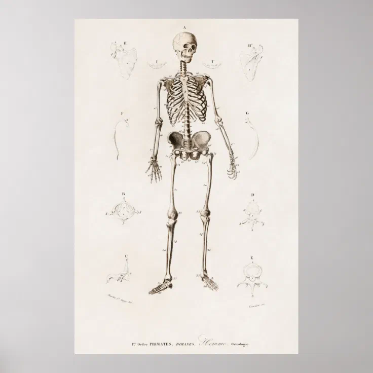 Vintage Illustration Human Skeleton Chart Poster | Zazzle.ch